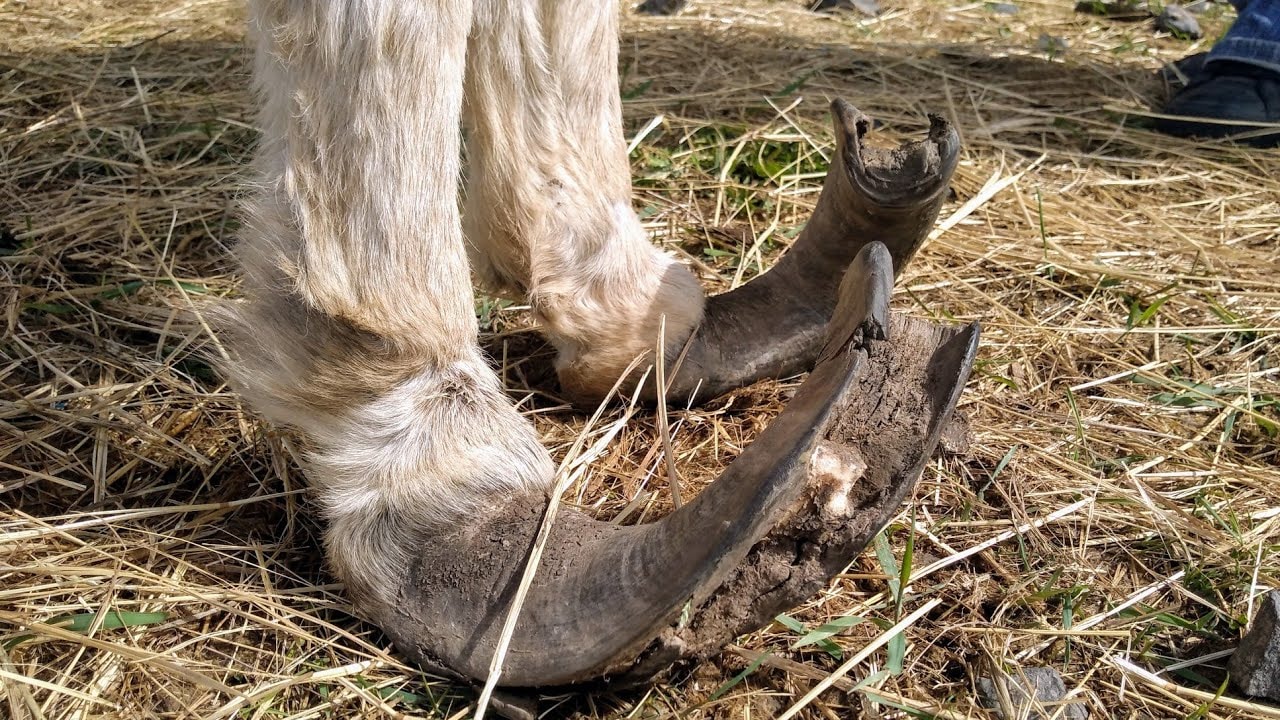 How Do Wild Horses Trim Their Hooves? - Strathorn Farm Stables