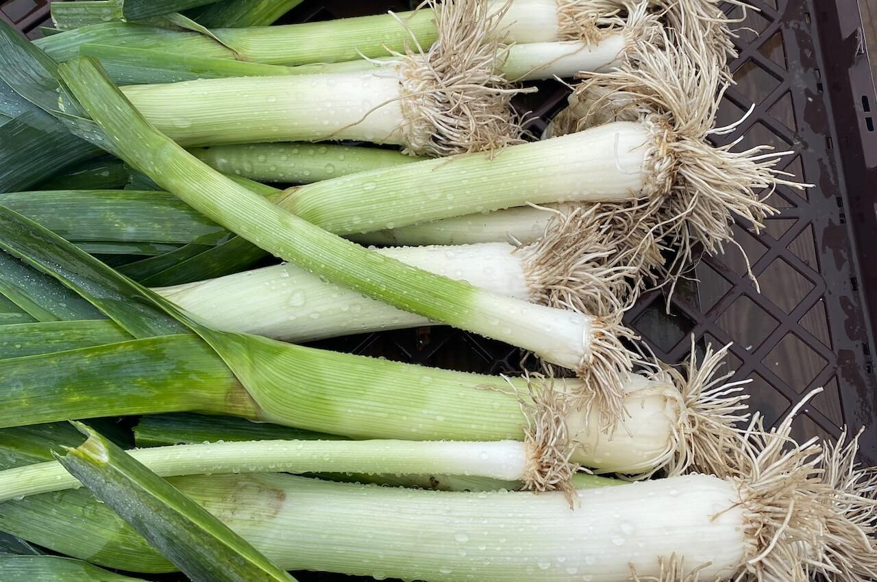 What do leeks look like when growing | Amaral Farm