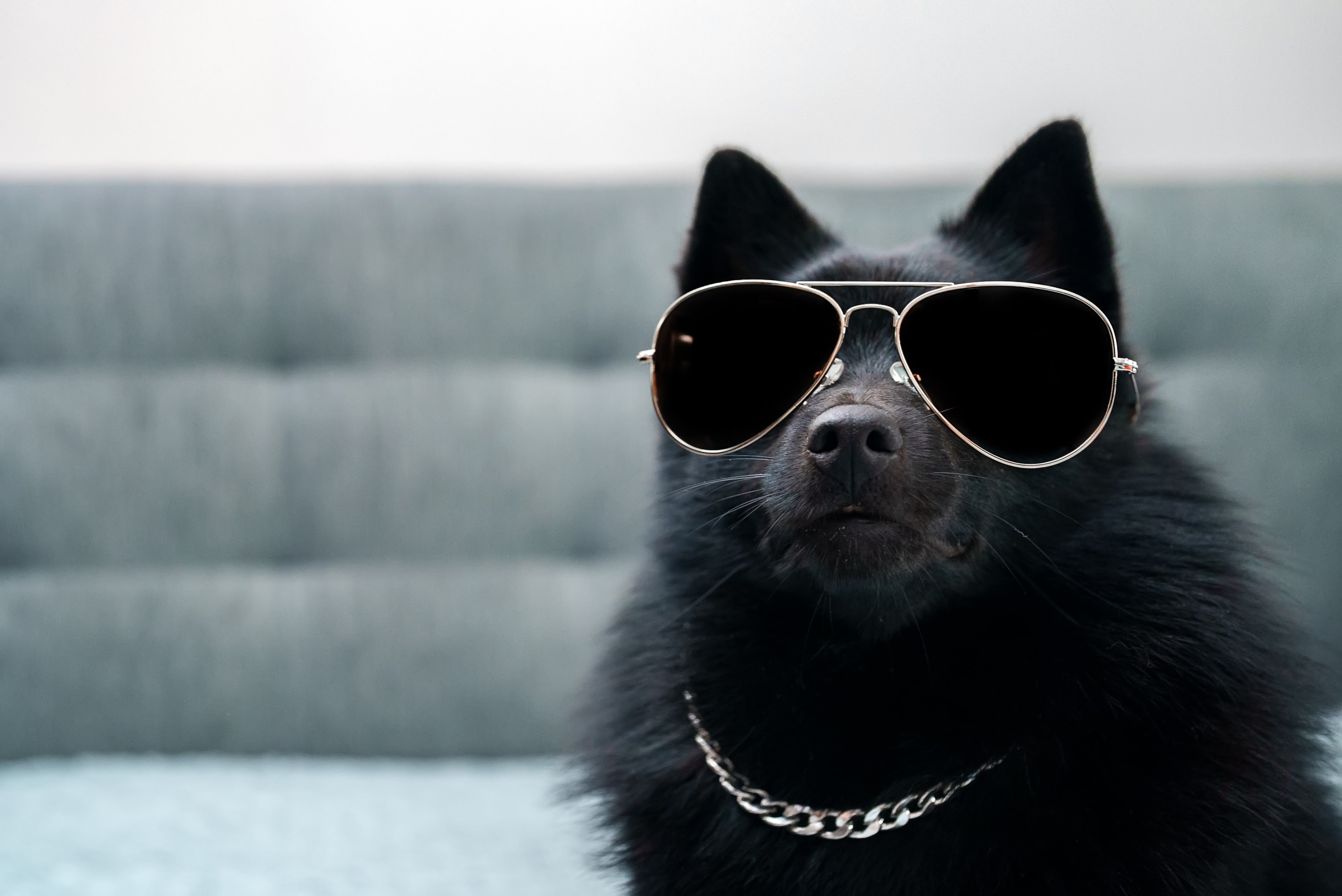 Schipperke - FurLyfe!