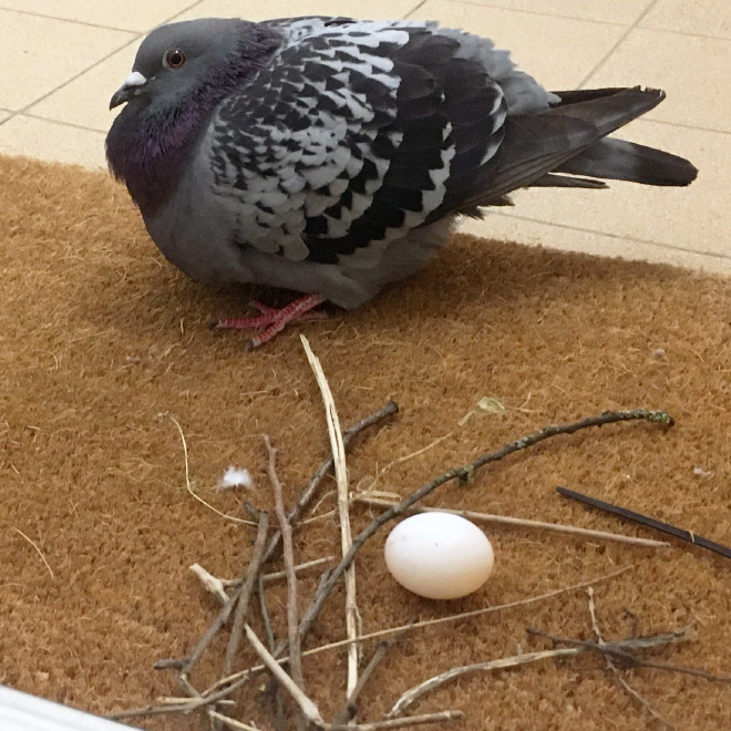 Unveiling Pigeon Nests: Fascinating Structures and Insights
