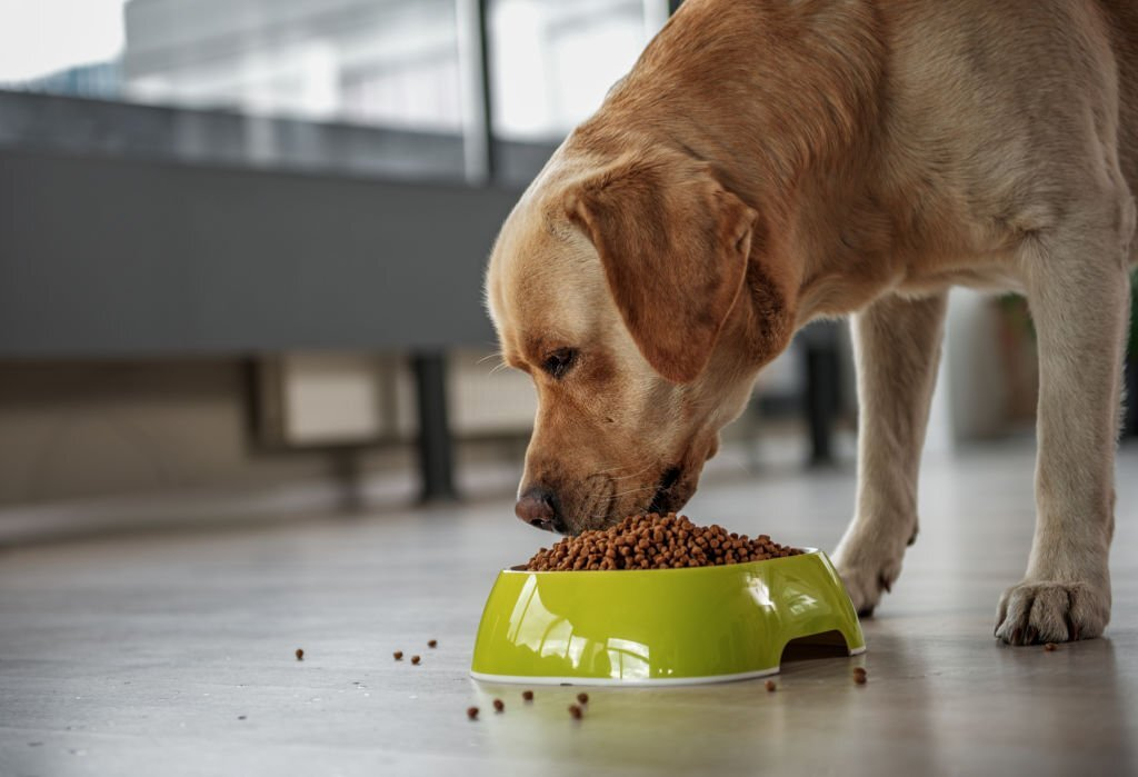 Lab Feeding Chart: How Much To Feed A Labrador Puppy?