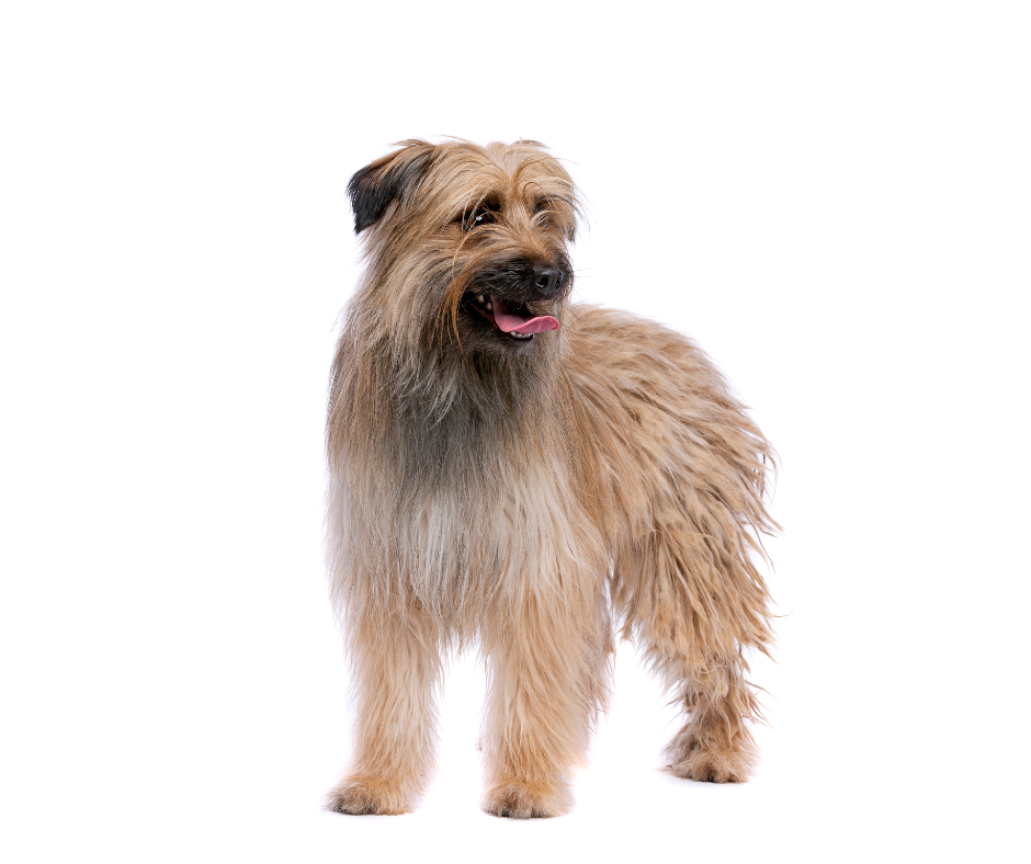 Pyrenean Shepherd - FurLyfe!