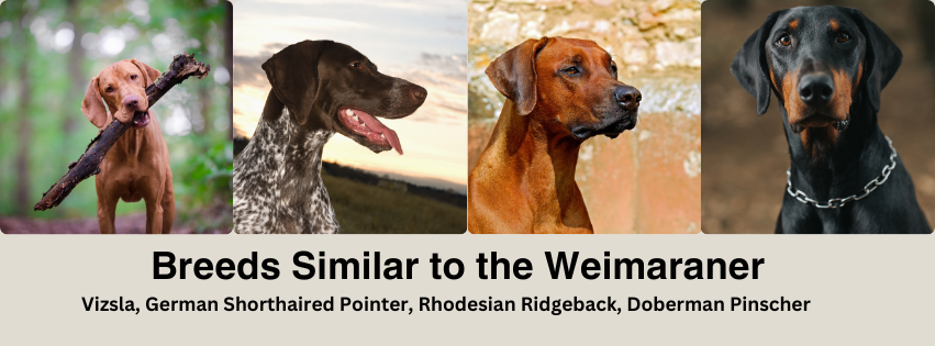 Weimaraner - FurLyfe!