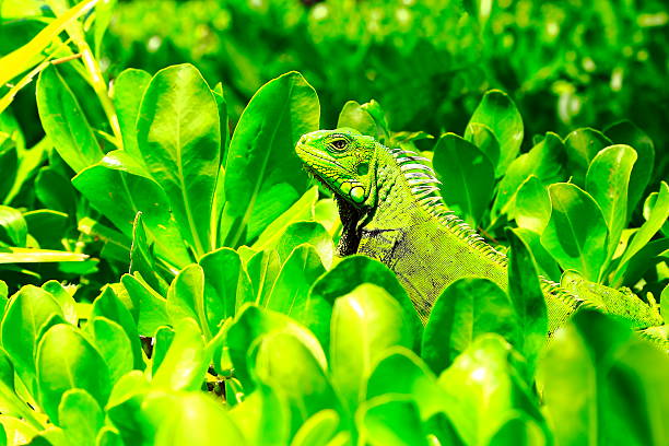 Why Do Iguanas Change Color