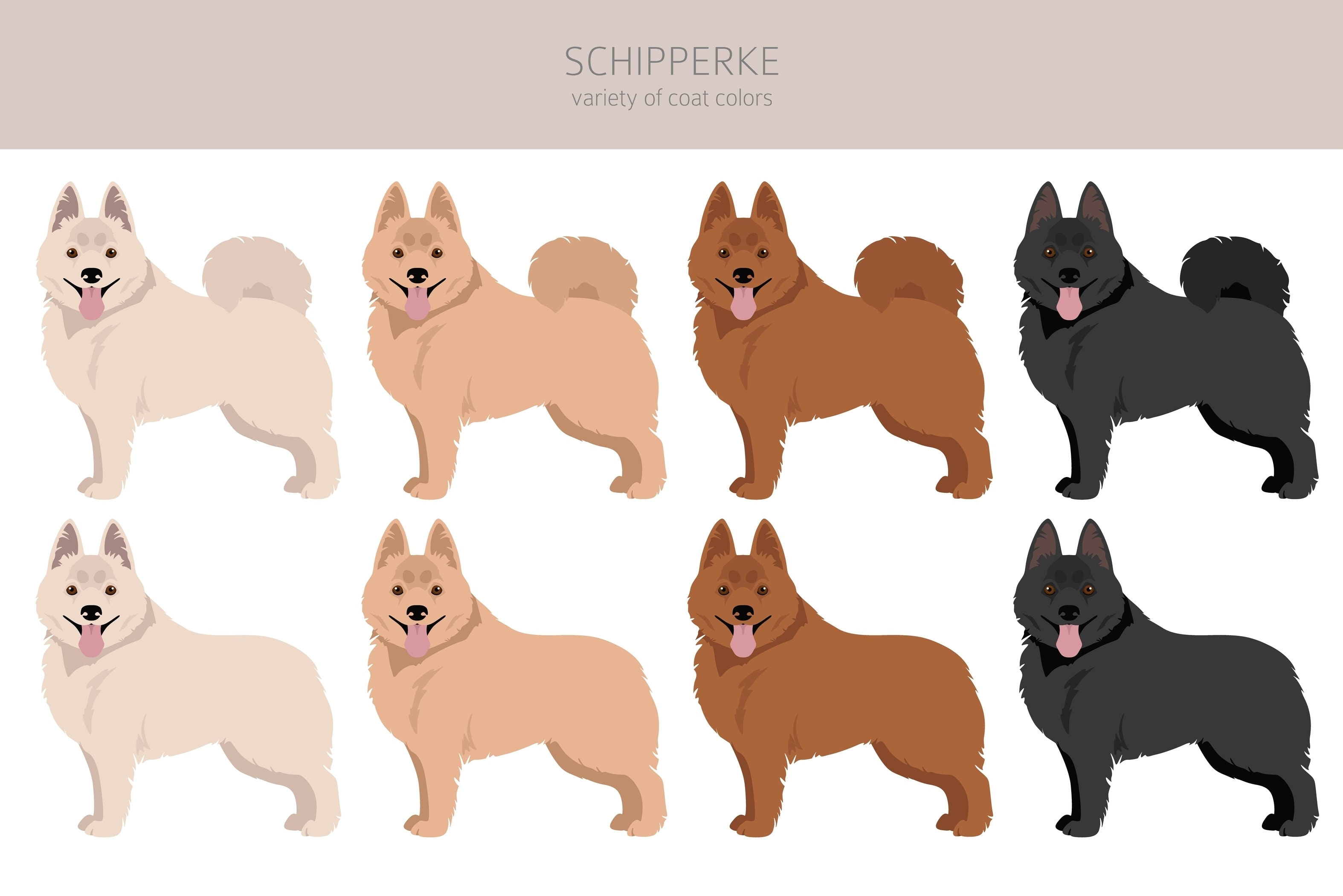 Schipperke - FurLyfe!