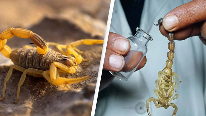 Scorpion Stings & Venom: Unraveling the Enigmatic Elegance