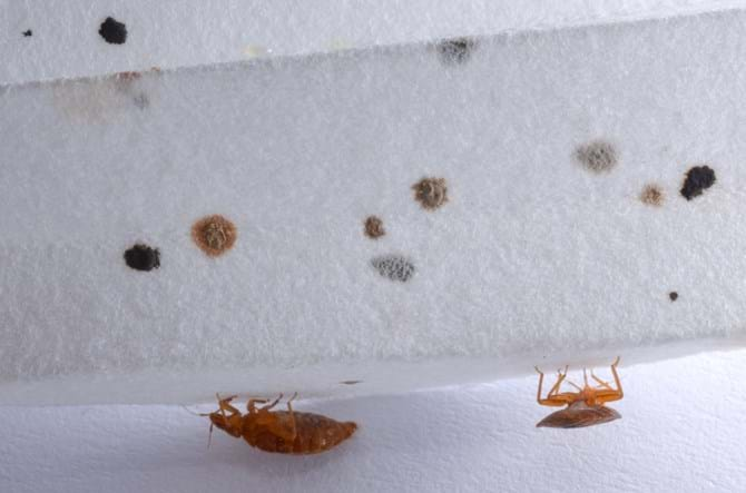 Unearthing Bed Bugs: A Comprehensive Guide to Finding Them in Furniture