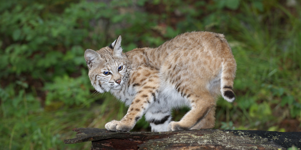 12 Interesting Animals In New Hampshire