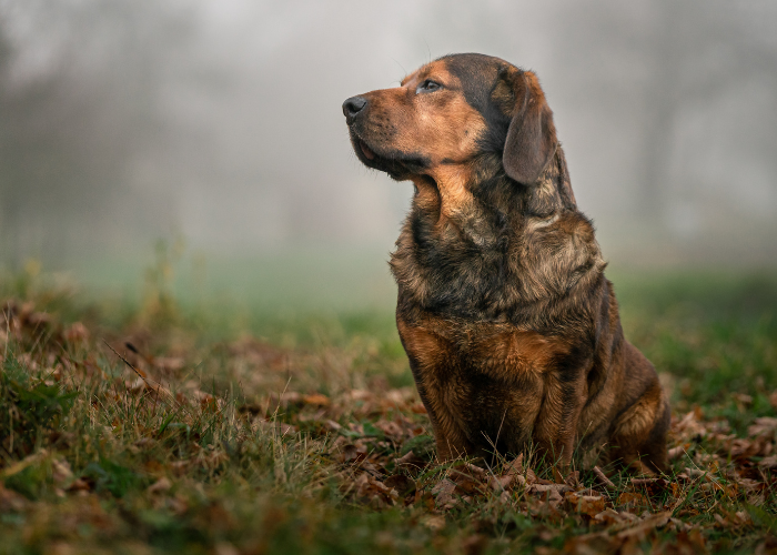 Discover The 5 Best Austrian Dog Breeds (With Pictures)