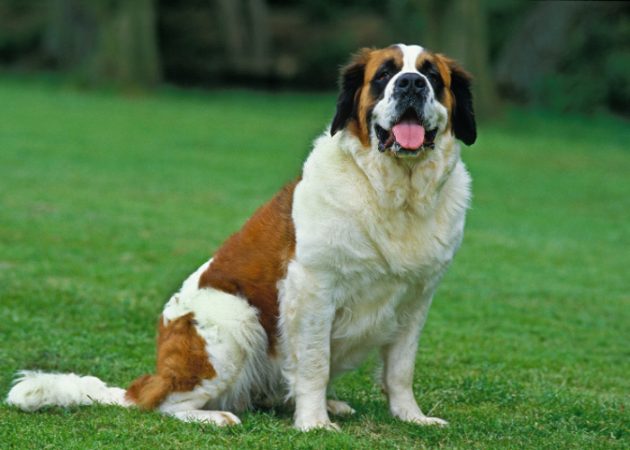 23 Cold Weather Dog Breeds (That Love Snow and Winter!)