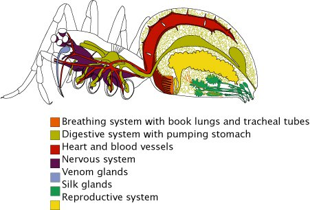 Are Spiders Cold-Blooded? Exploring the Thermoregulation of Arachnids