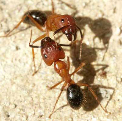 Unveiling Ant Behavior: Understanding their Intricate Characteristics
