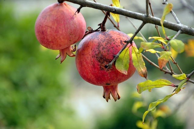 12 of the Best Types of Fruit Trees to Plant in Central Florida ...