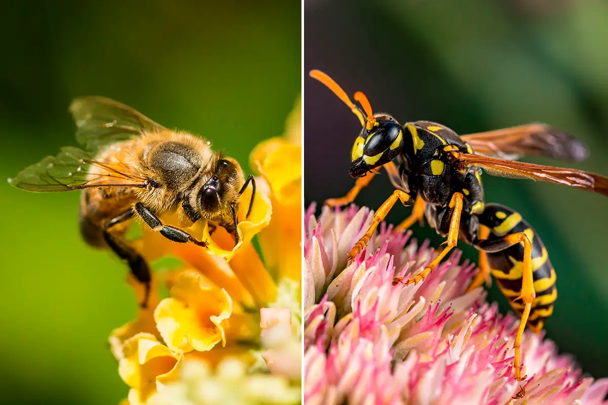 Unveiling the Dietary Habits of Jumping Spiders: What They Eat