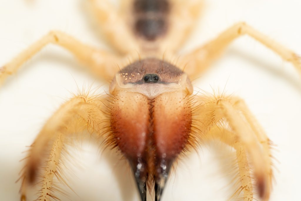 Unveiling the Myth: Can Spiders Fart? | Astonishing Discoveries