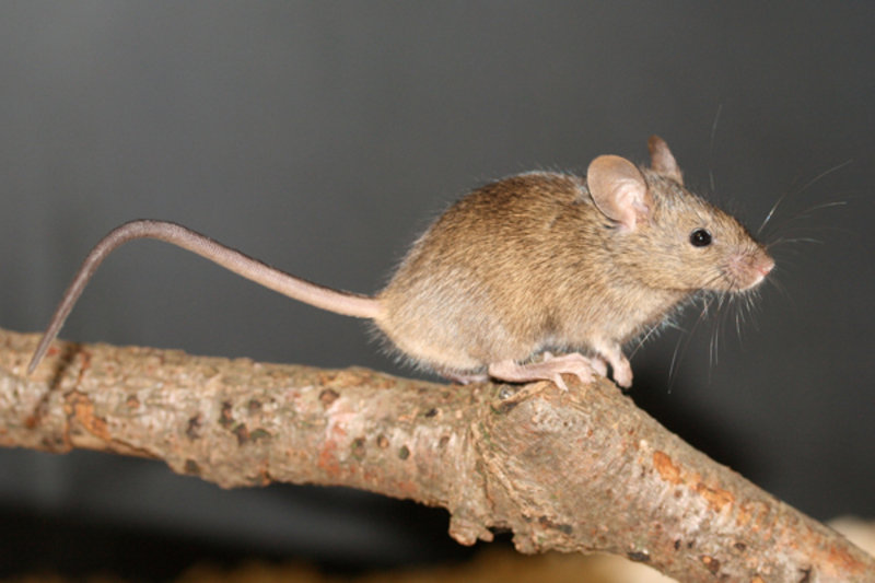 The Anatomy of Mice: A Comprehensive Look