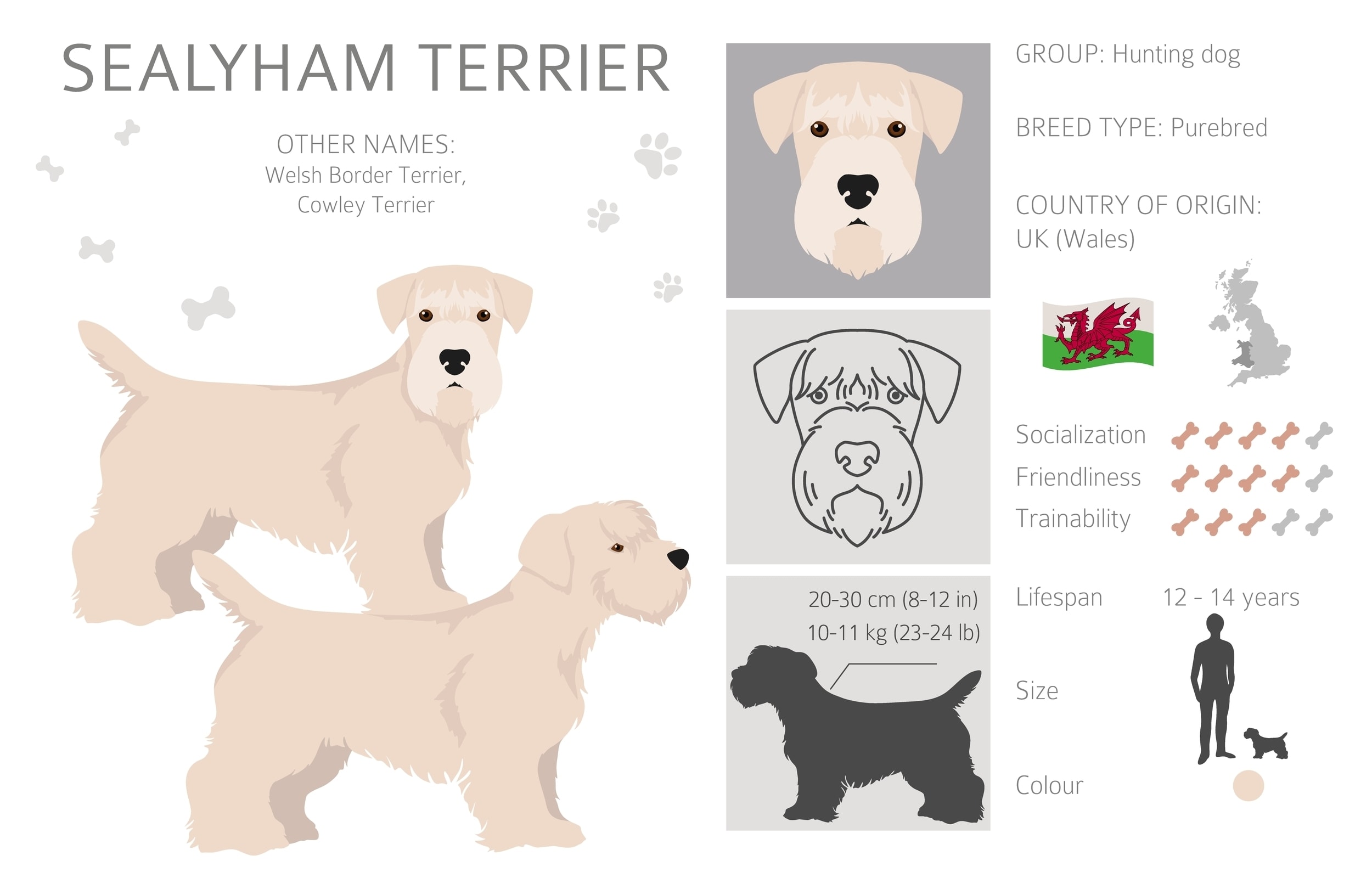 Sealyham Terrier - FurLyfe!