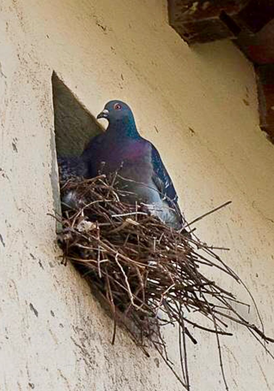 Unveiling Pigeon Nests: Fascinating Structures and Insights