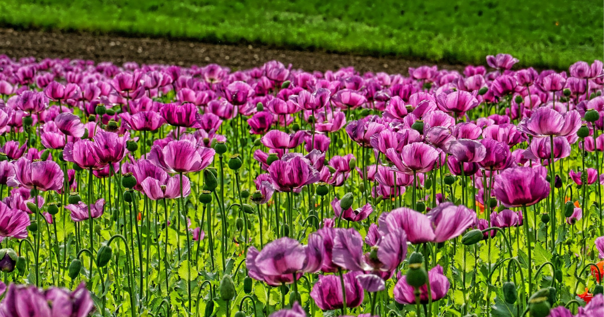 A Comprehensive List Of Psychoactive Plants - 1UpMaps Psychedelics