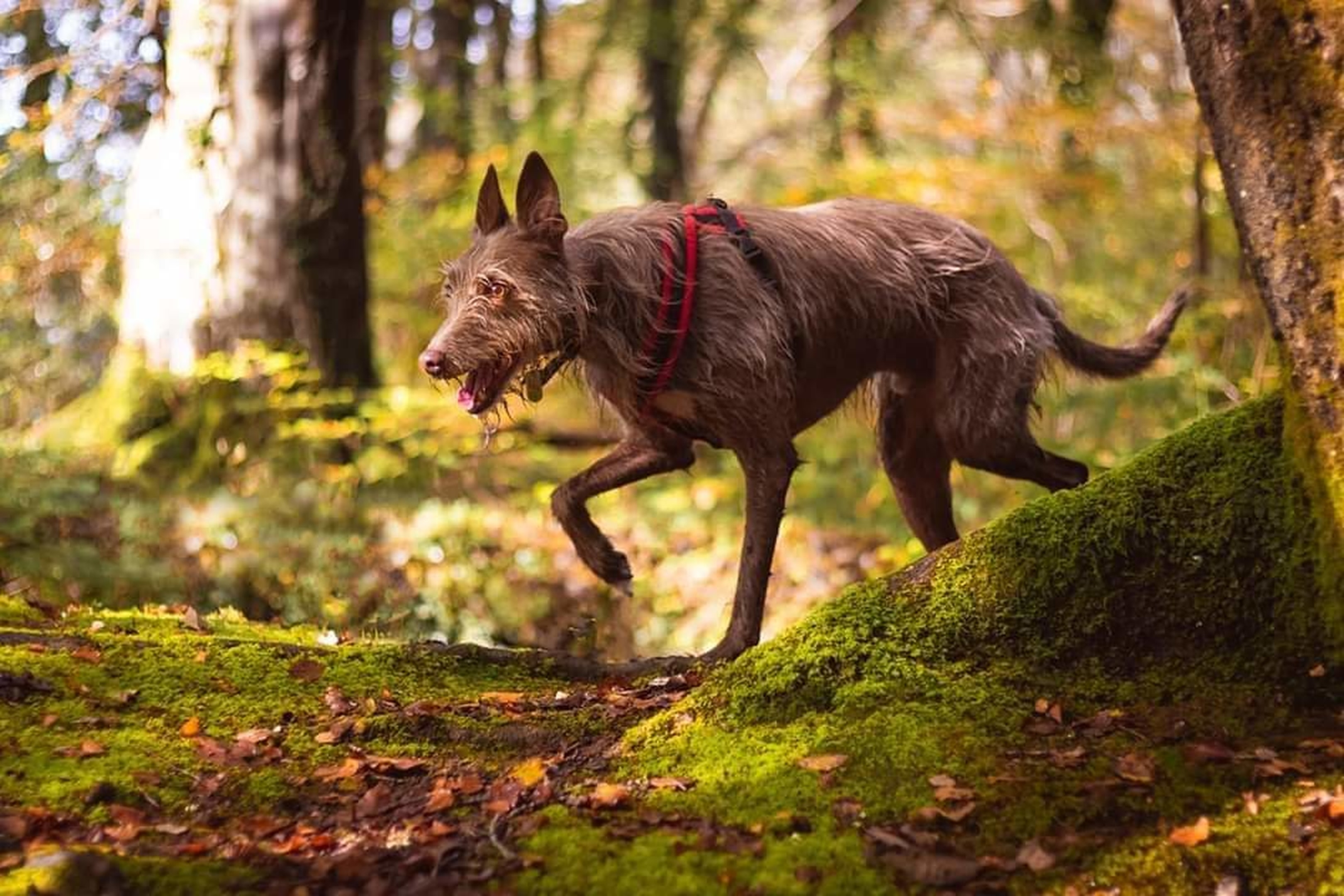 Portuguese Podengo - FurLyfe!