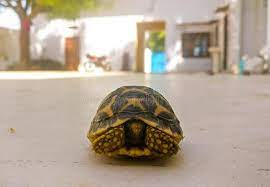 Can a Turtle Survive Without Its Shell? - ReptileStartUp.com