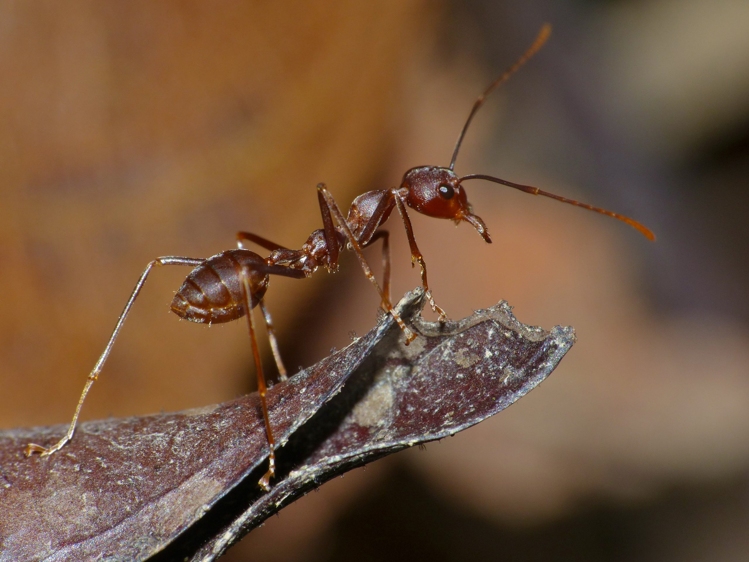 Unveiling the Intricate World: Ants & Other Insects