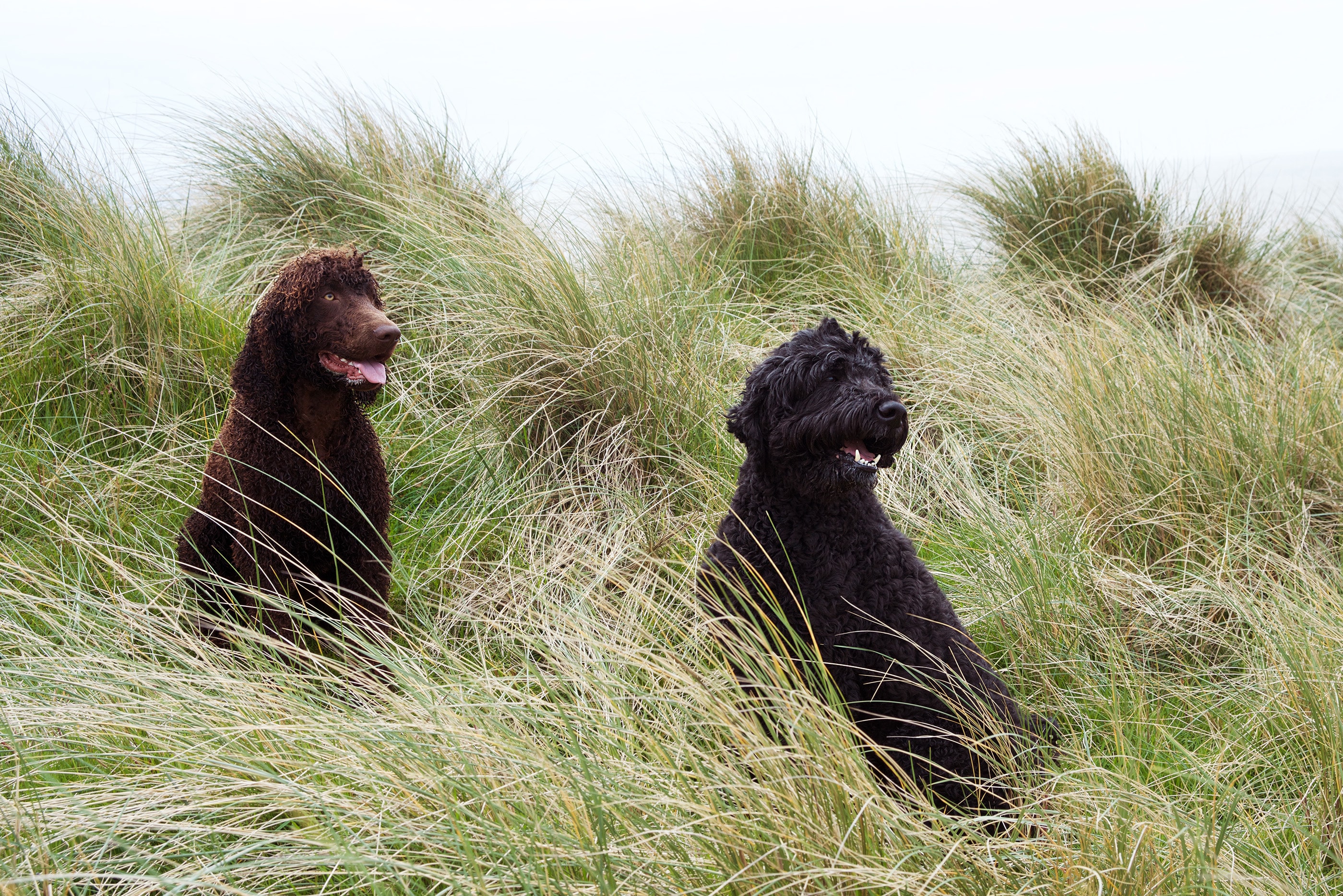 Irish Water Spaniel - FurLyfe!