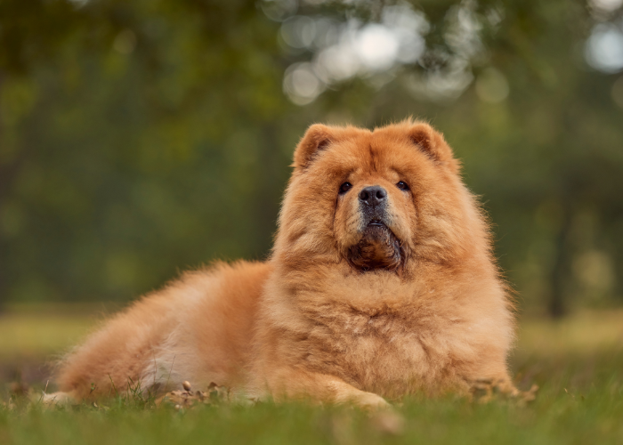 23 Cold Weather Dog Breeds (That Love Snow and Winter!)