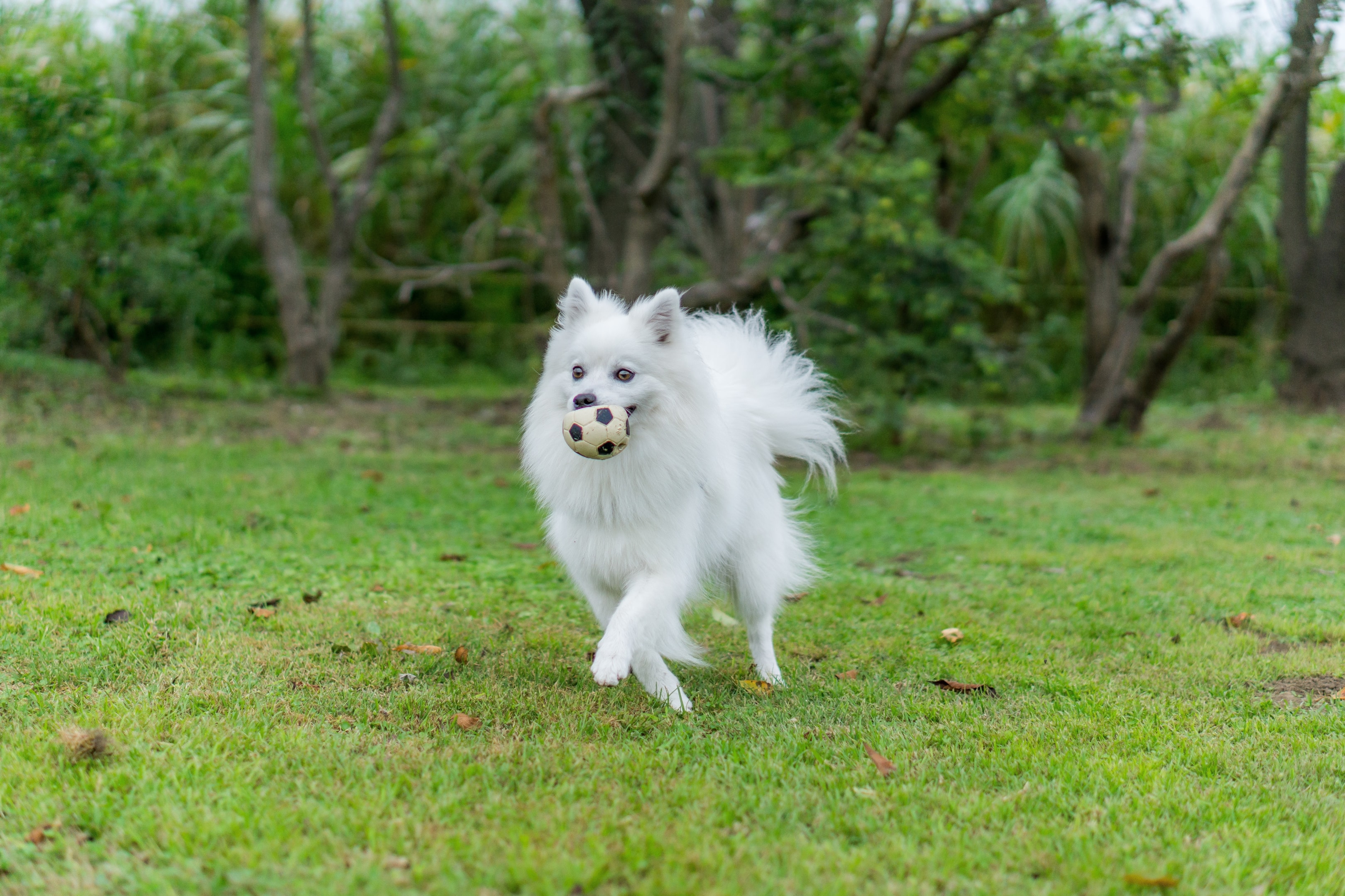 Japanese Spitz - FurLyfe!