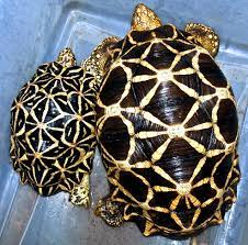 What's the Color of Your Tortoise? - ReptileStartUp.com