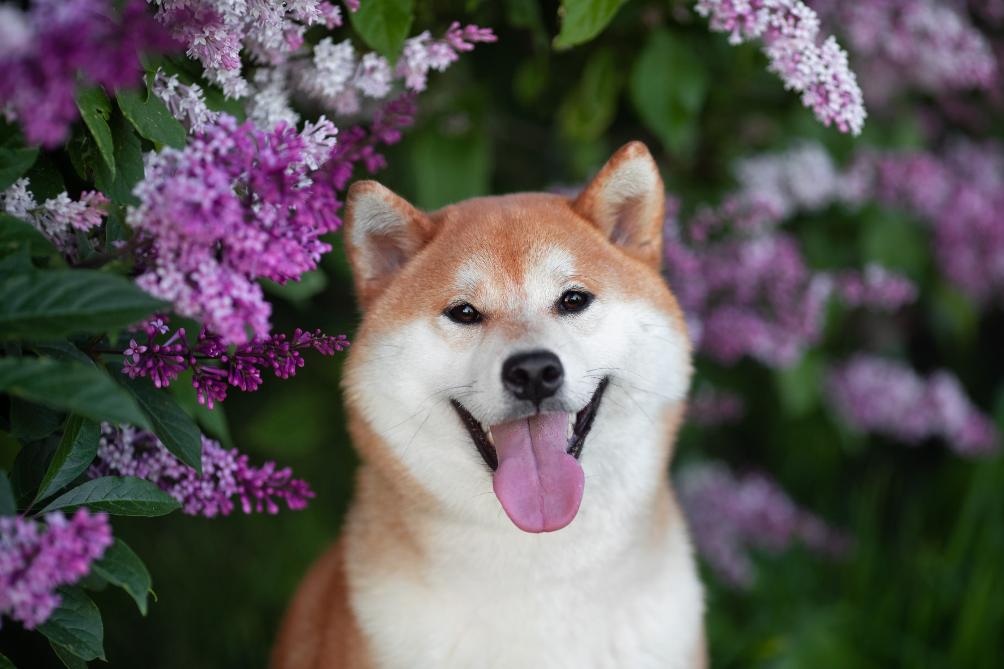Shiba Inu - Dog Breed Information & Characteristics - FurLyfe!