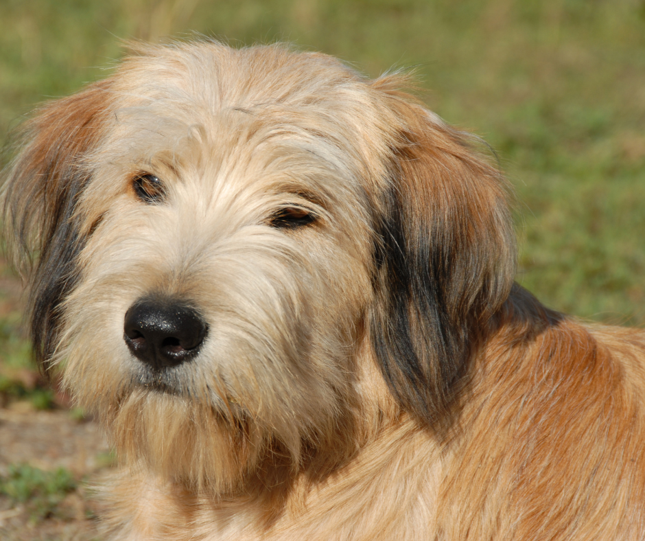 Pyrenean Shepherd - FurLyfe!