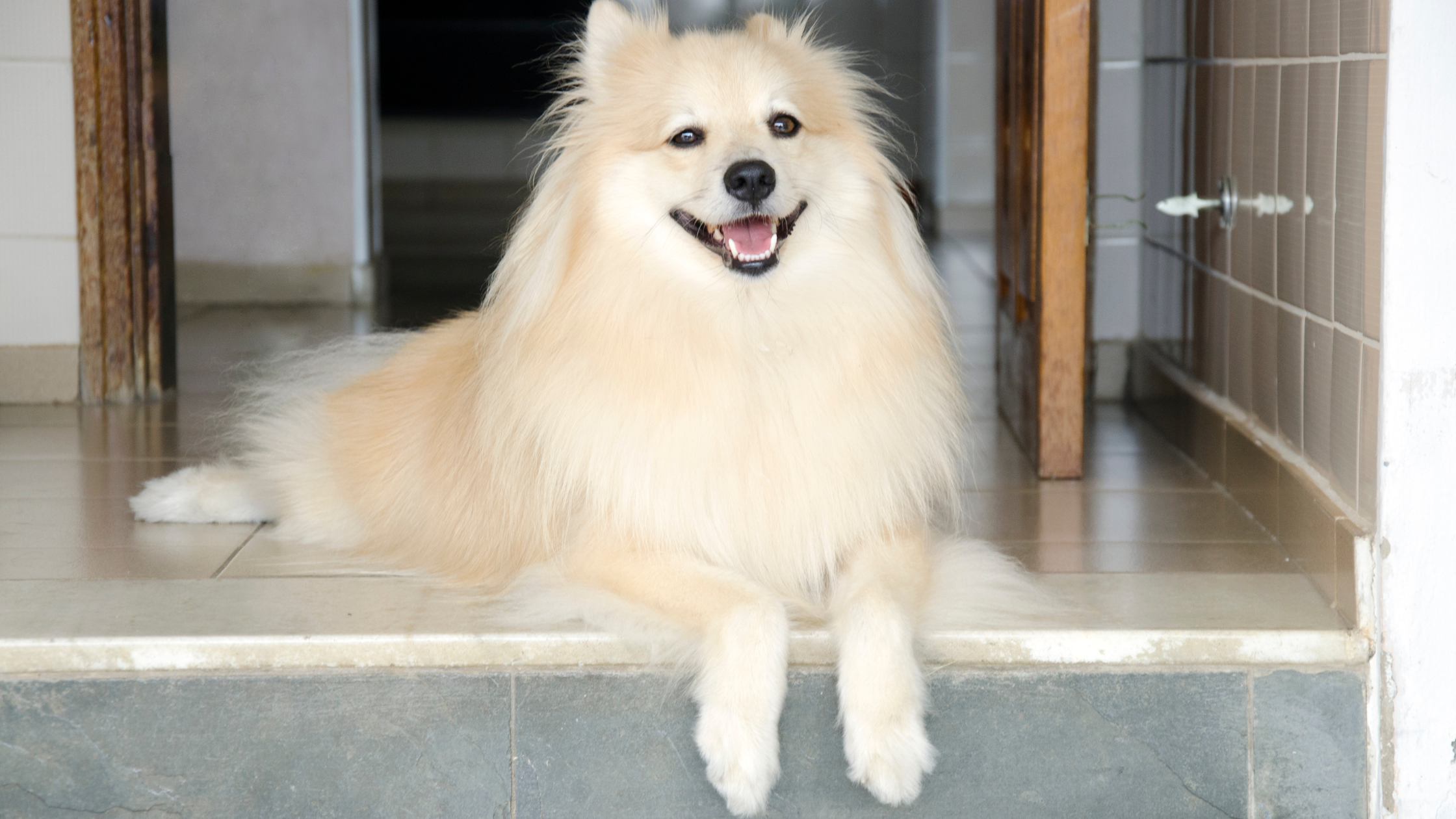 German Spitz - FurLyfe!
