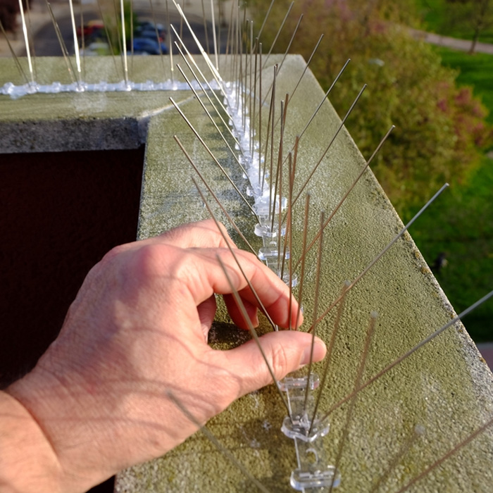 Pigeon-Proofing Bird Feeders: Effective Strategies for Deterrence