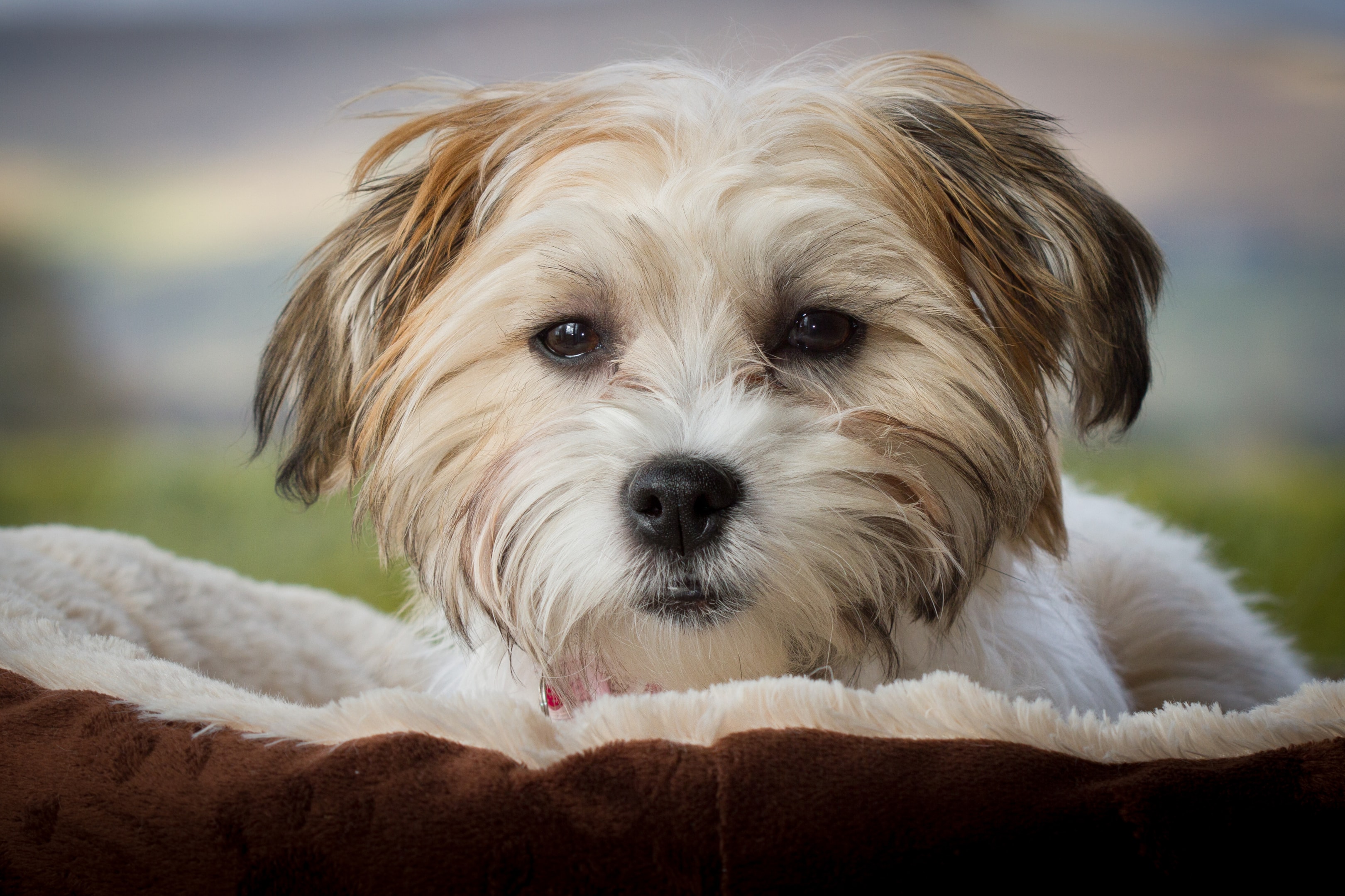 Cavachon: The Cavalier King Charles Spaniel and Bichon Frise Mixed ...