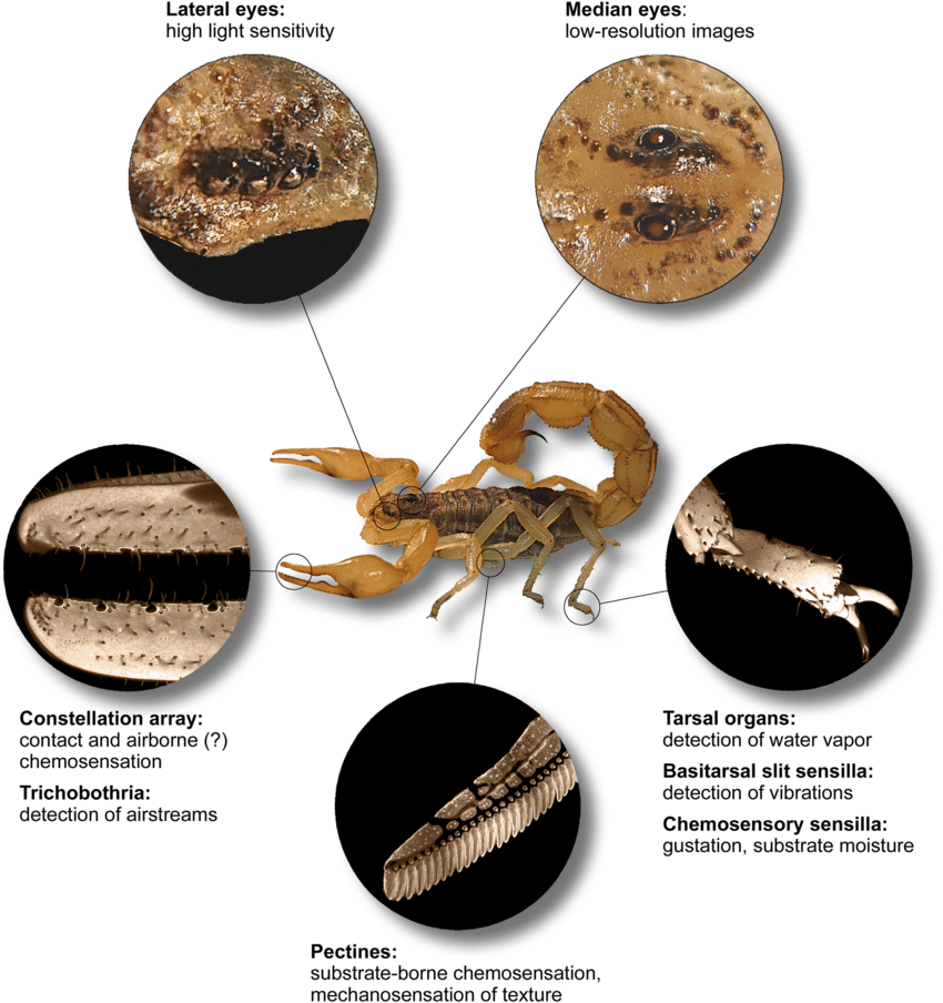 Scorpion Legs: Unveiling the Intricacies