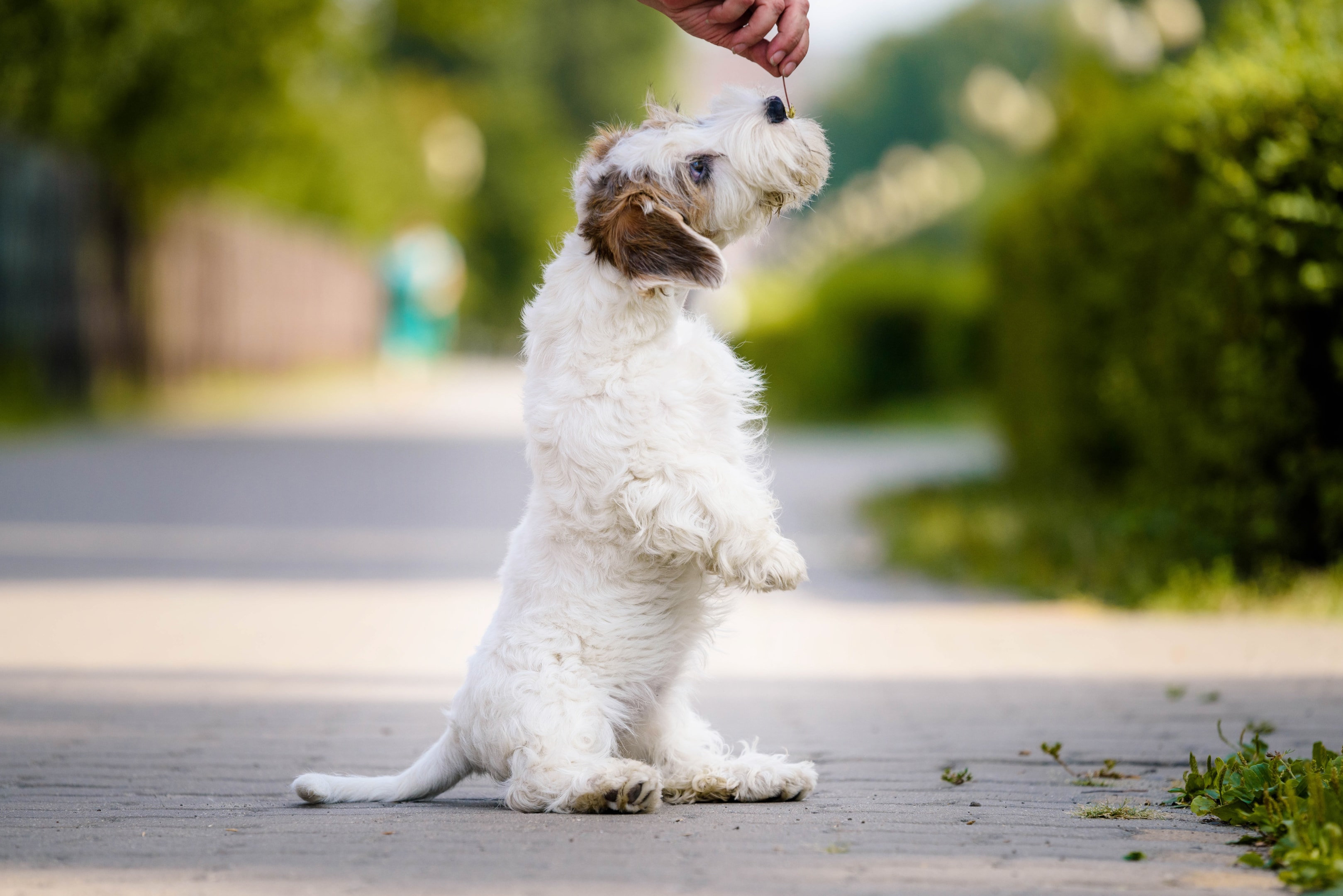 Sealyham Terrier - FurLyfe!