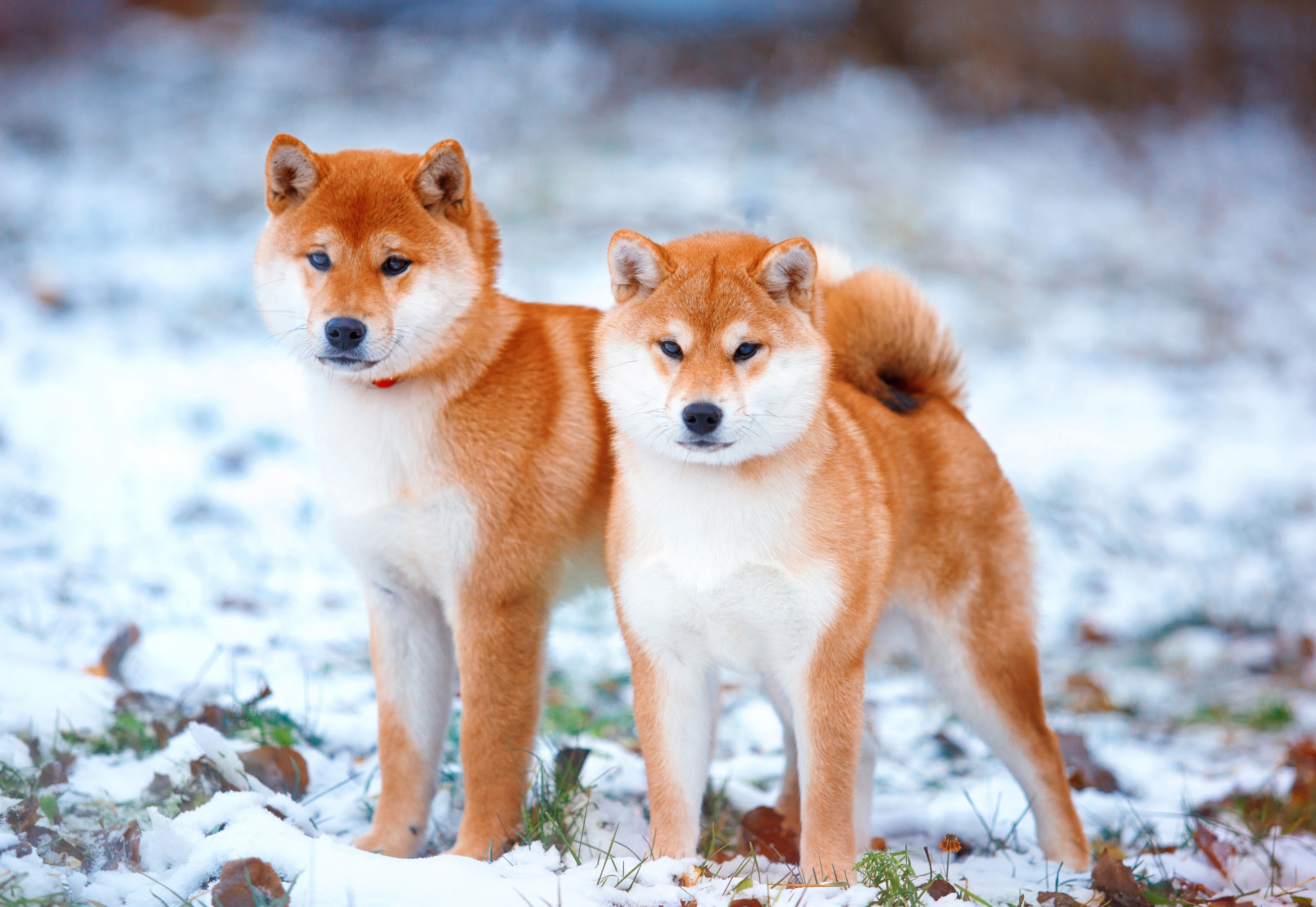 Shiba Inu - Dog Breed Information & Characteristics - FurLyfe!