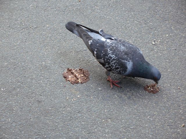 Pigeons & Chocolate: Can These Birds Safely Indulge?