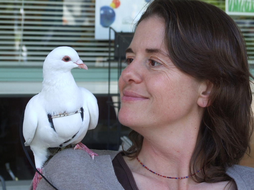 Unveiling the Lifespan of Pet Pigeons: A Comprehensive Guide