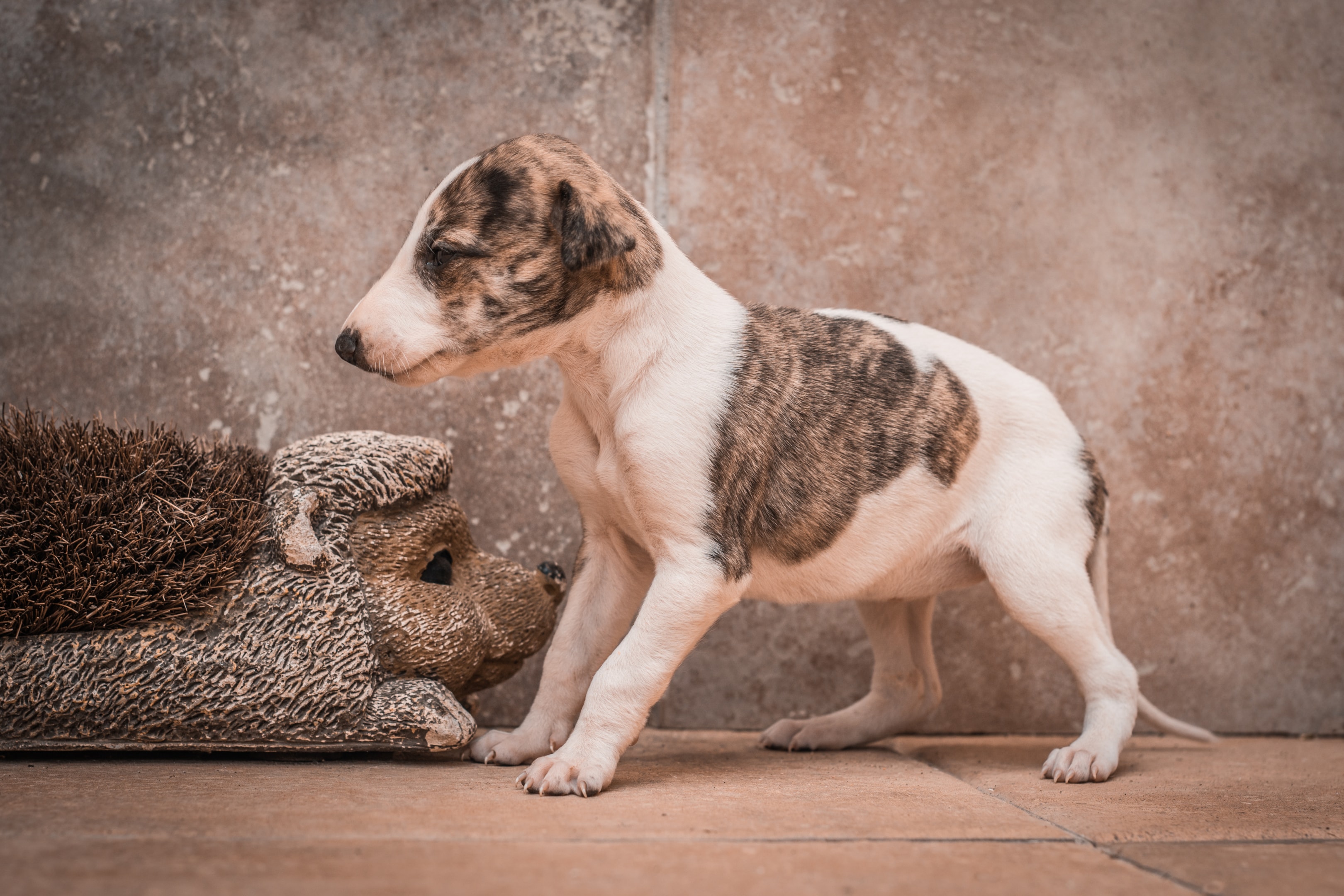 Spanish Greyhound - Dog Breed Information & Characteristics - FurLyfe!