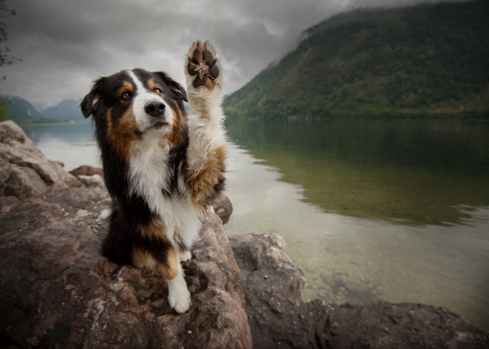 13 Dog Breeds That Use Their Paws A Lot (With Pictures)