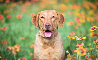 Chesapeake Bay Retriever vs Labrador Retriever: Dog Breed Comparison
