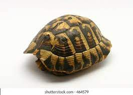 Can a Turtle Survive Without Its Shell? - ReptileStartUp.com