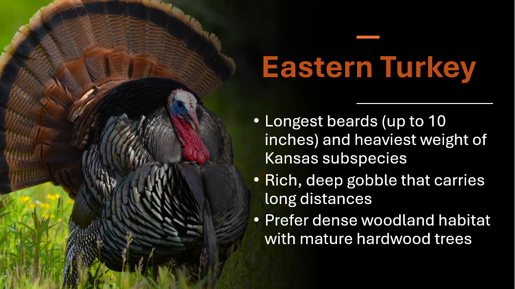 Complete Guide to Turkey Hunting in Kansas (2025-26)