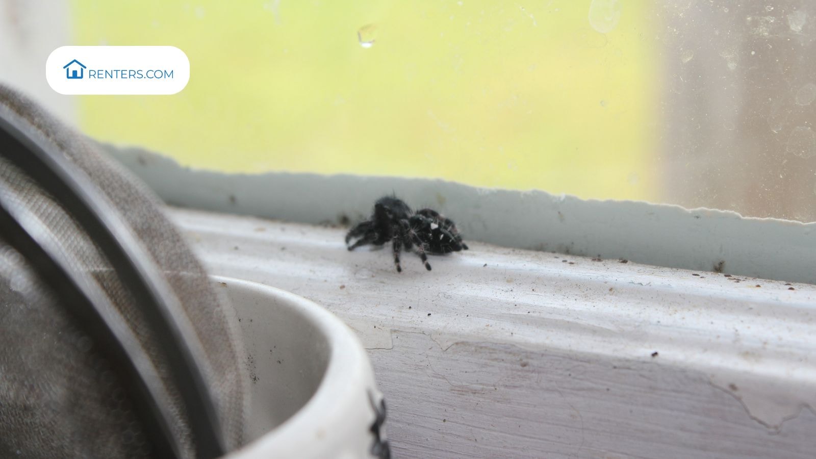 How Do Spiders Get in the House? Entry Points Explained