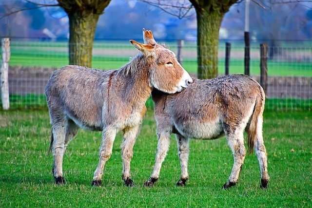 Hinny vs Mule: Understanding Their Key Differences - Strathorn Farm Stables