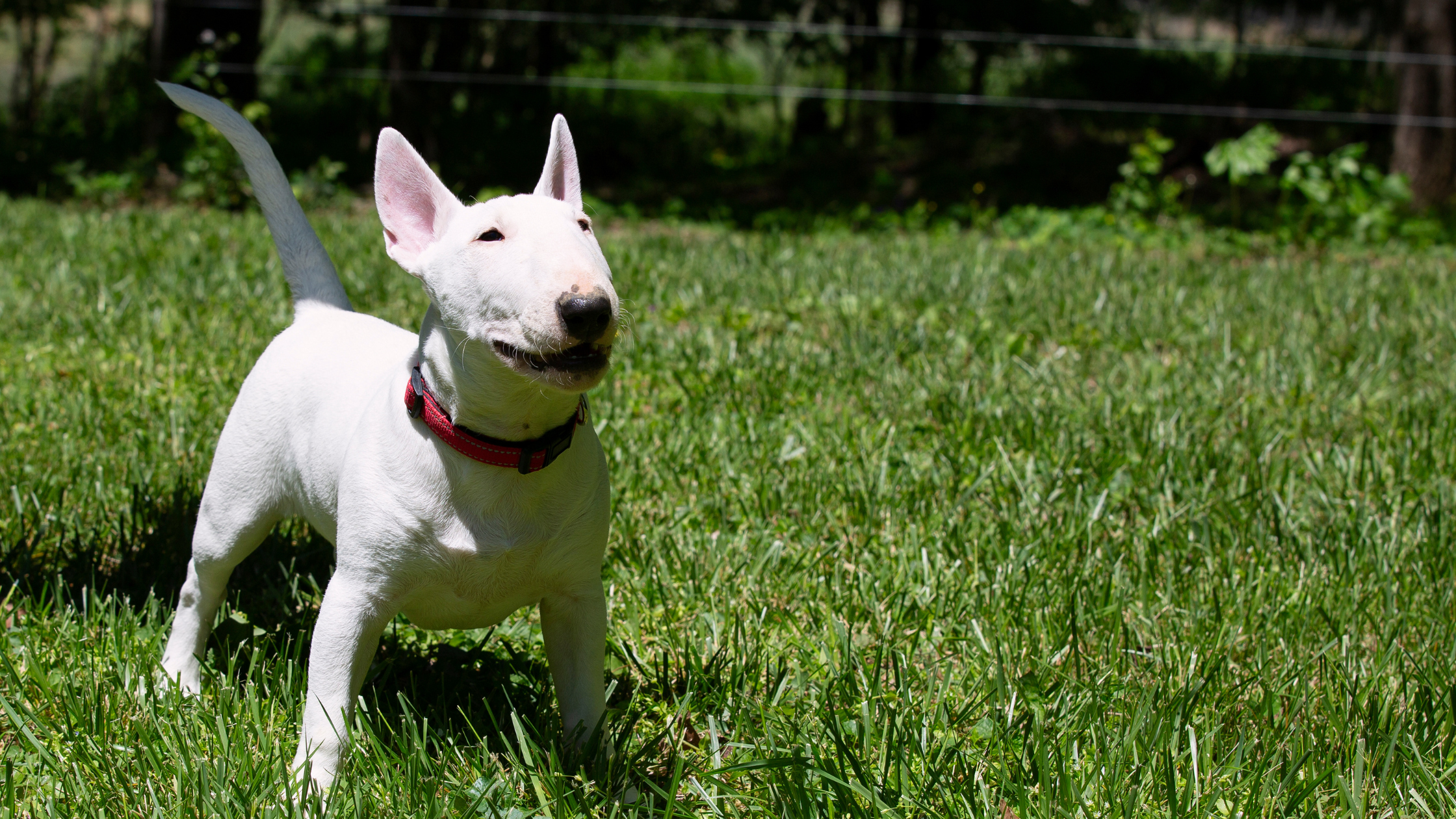Miniature Bull Terrier - FurLyfe!