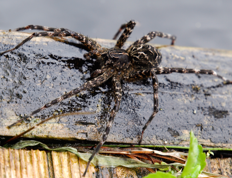 Dock Spiders: Unraveling the Poisonous Myth