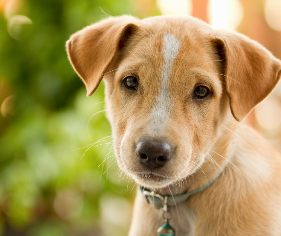 Thai Ridgeback - Dog Breed Information & Characteristics - FurLyfe!